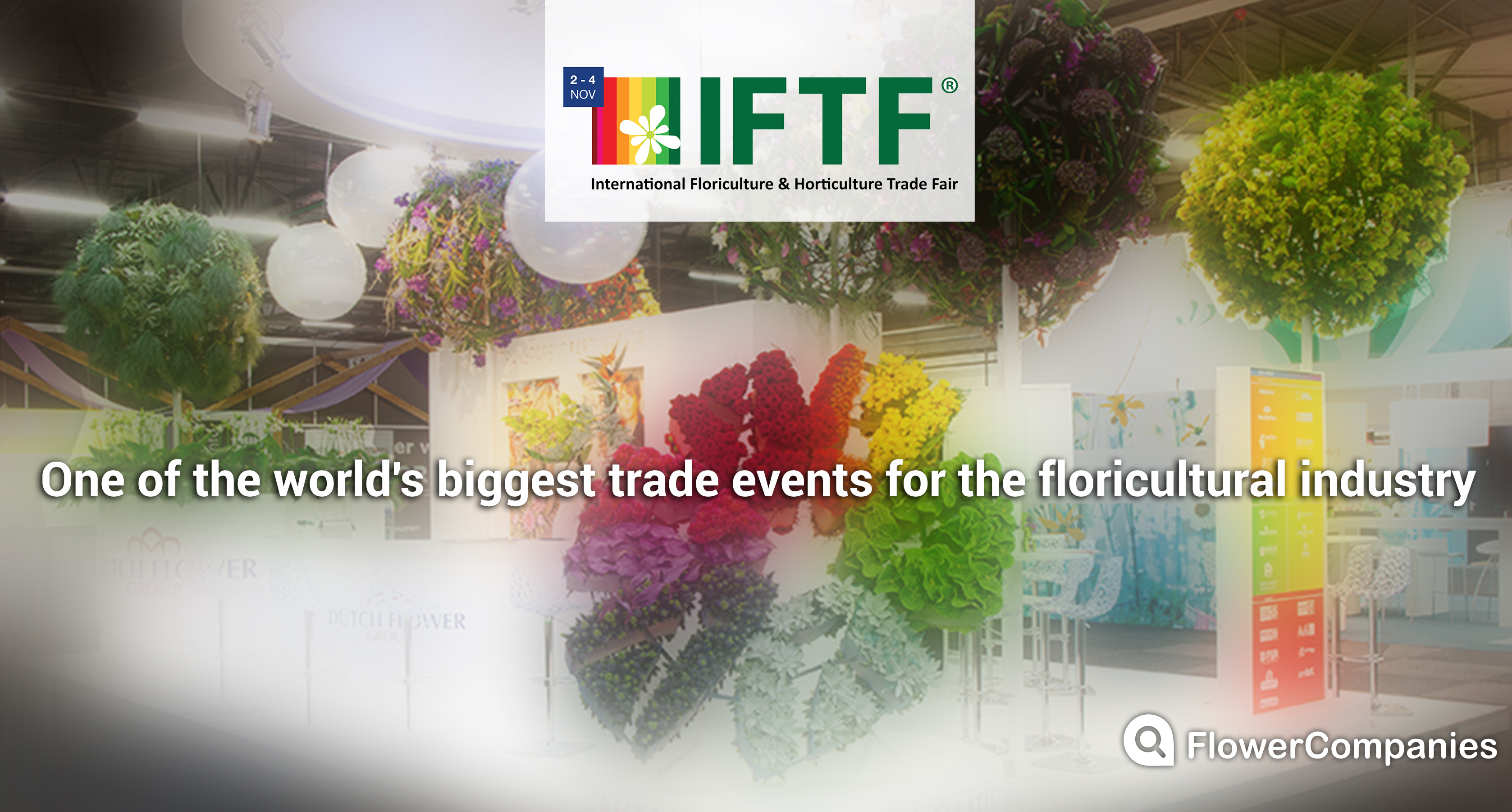 Dutch Flower Export Companies | Best Flower Site